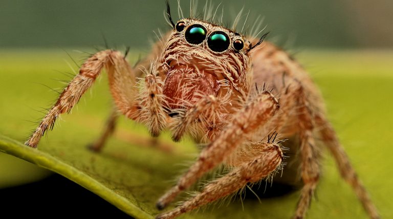 What If Earth’s Atmosphere Ignited Tomorrow? | What If Show