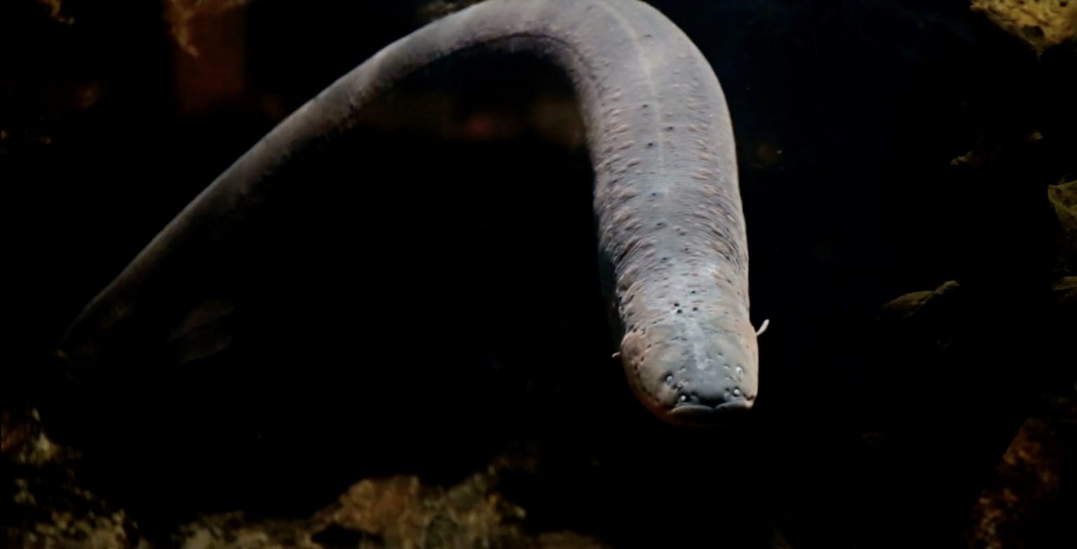 What If You Fell Into a Pool of Electric Eels? | What If Show