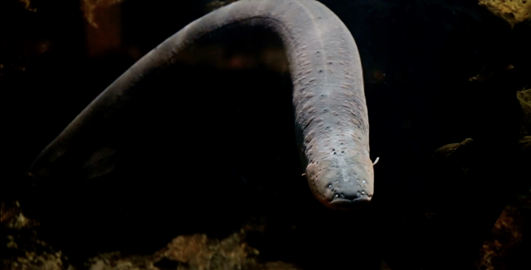 What If You Fell Into a Pool of Electric Eels? | What If Show