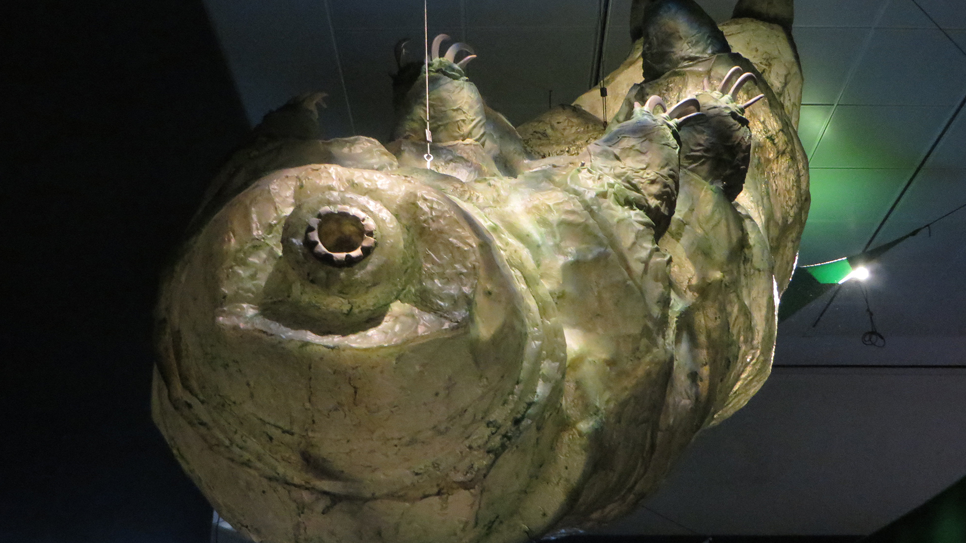 How Big Is The Biggest Tardigrade