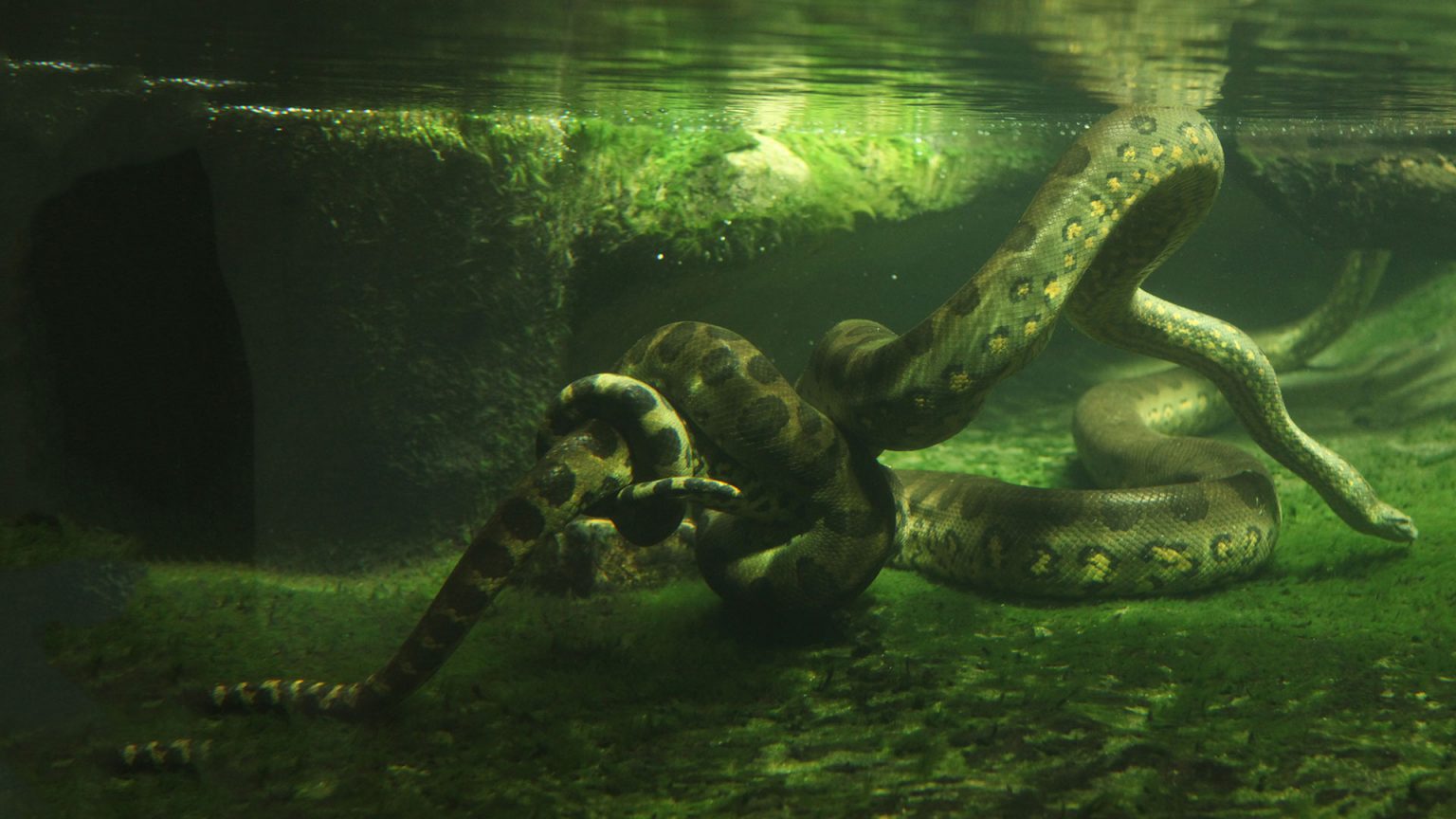 How to Survive an Anaconda Attack | What If Show