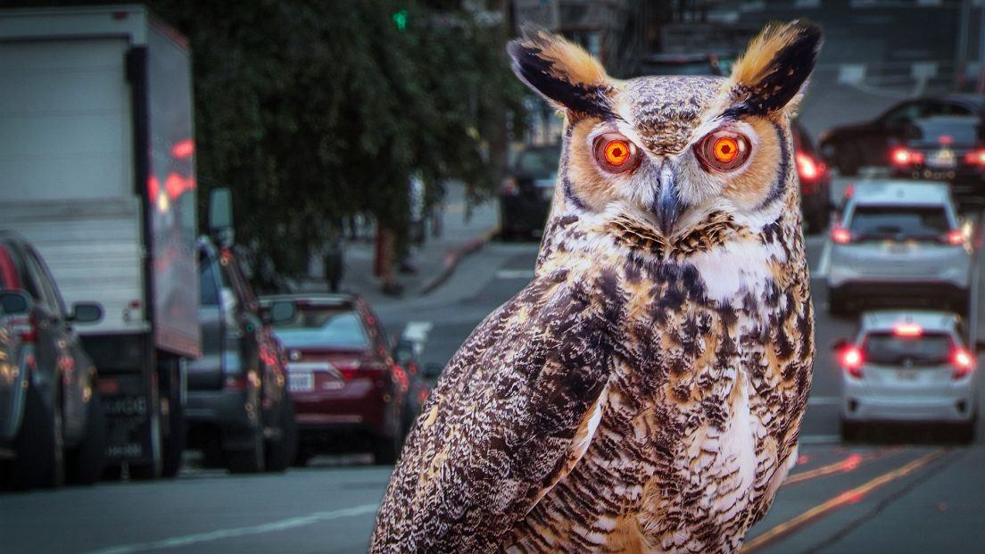 What If Wildlife Is Part of a Global Monitoring System? | What If Show