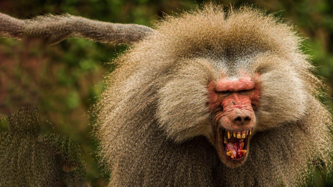 How to Survive the Black Plague | What If Show