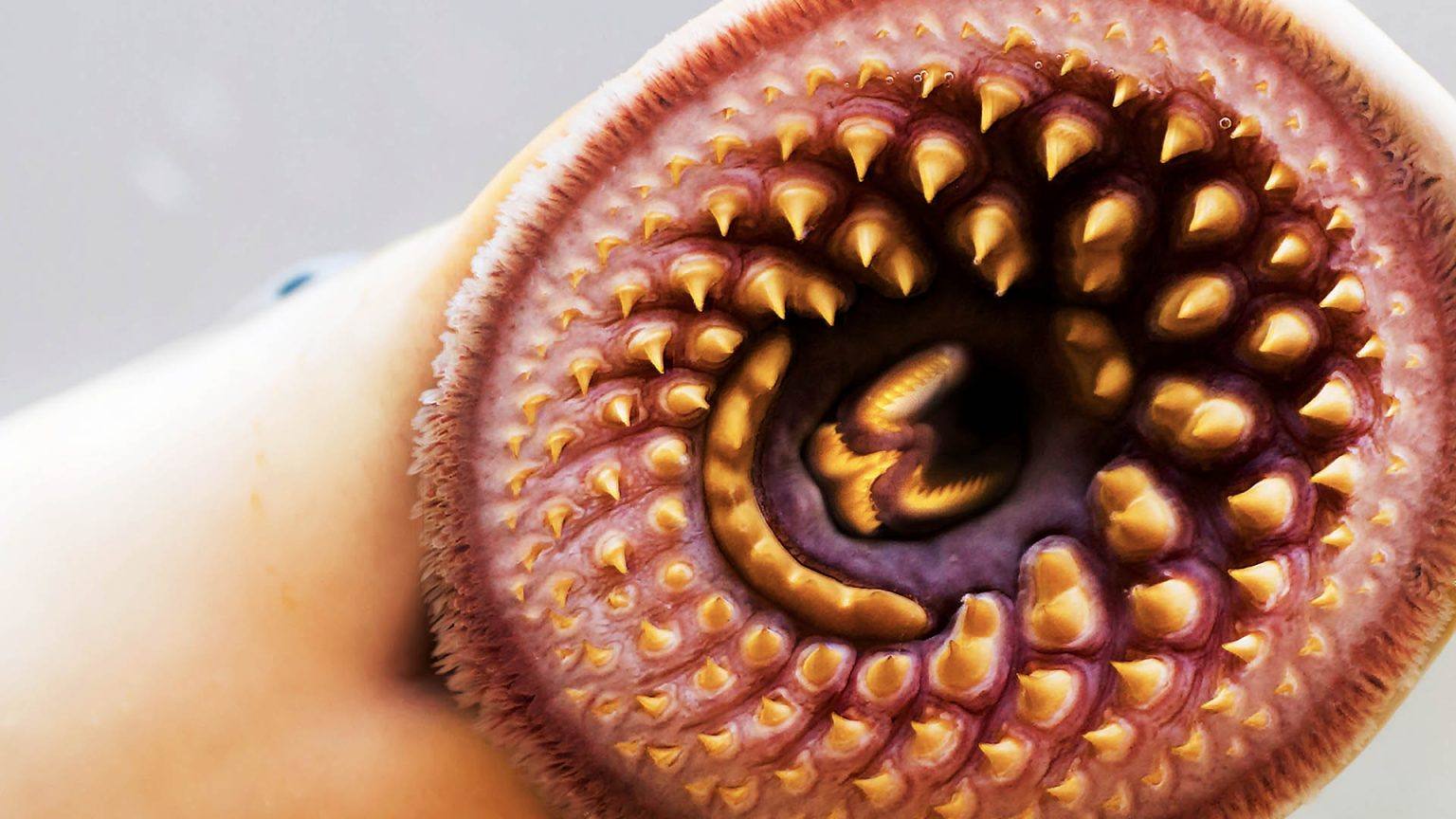 What If You Fell in a Pool of Lampreys? | What If Show