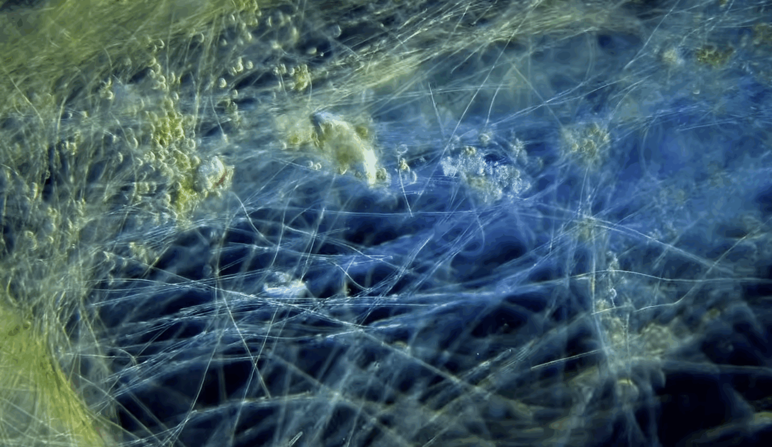 The Entire History of Human Evolution Explained | What If Show