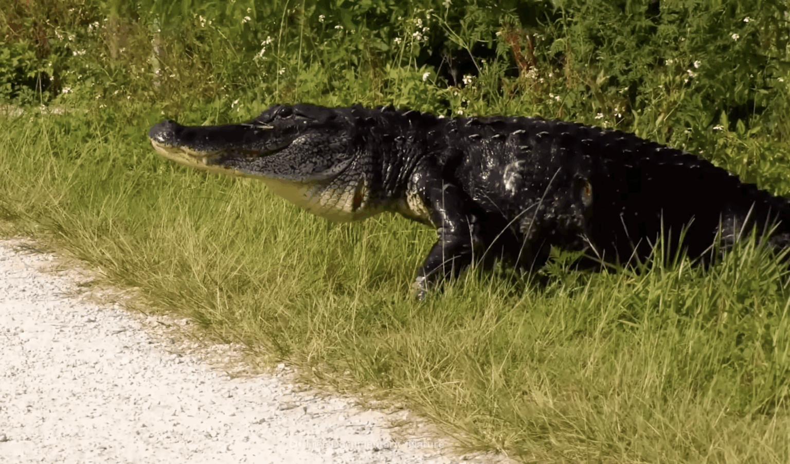 Ranking The Deadliest Ocean Predators | What If Show