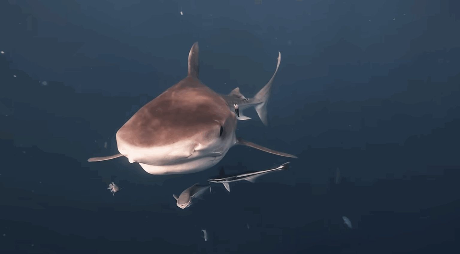 The Deadliest Ocean Predators | What If Show