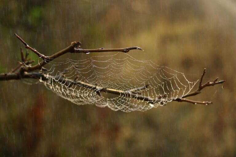 Should We Be Worried If We Killed All Spiders? | What If Show