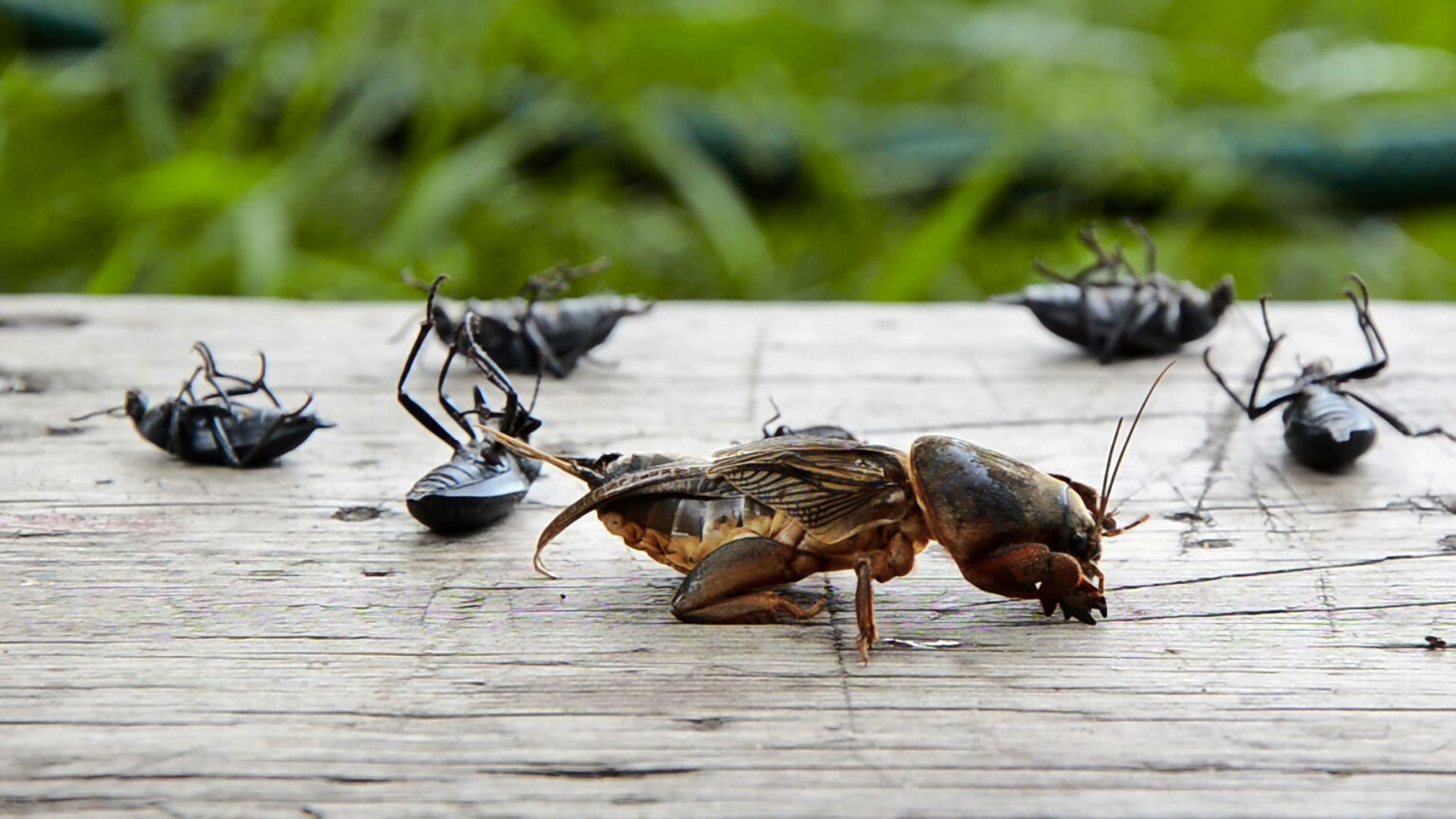 Could You Survive Asia’s Deadliest Bugs | What If Show
