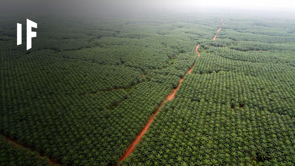 How a Trillion Trees Could Change the Future of Earth | What If Show