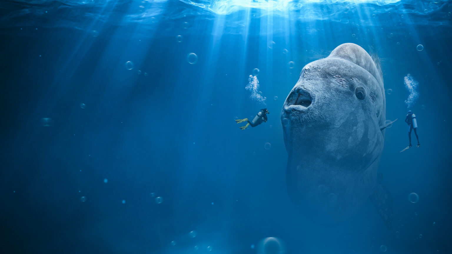 They Found the Biggest Fish in the World | What If Show