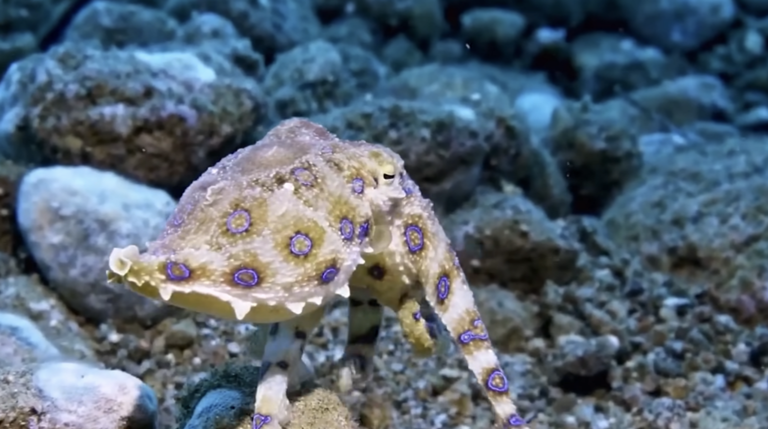 Ranking The Deadliest Ocean Predators | What If Show