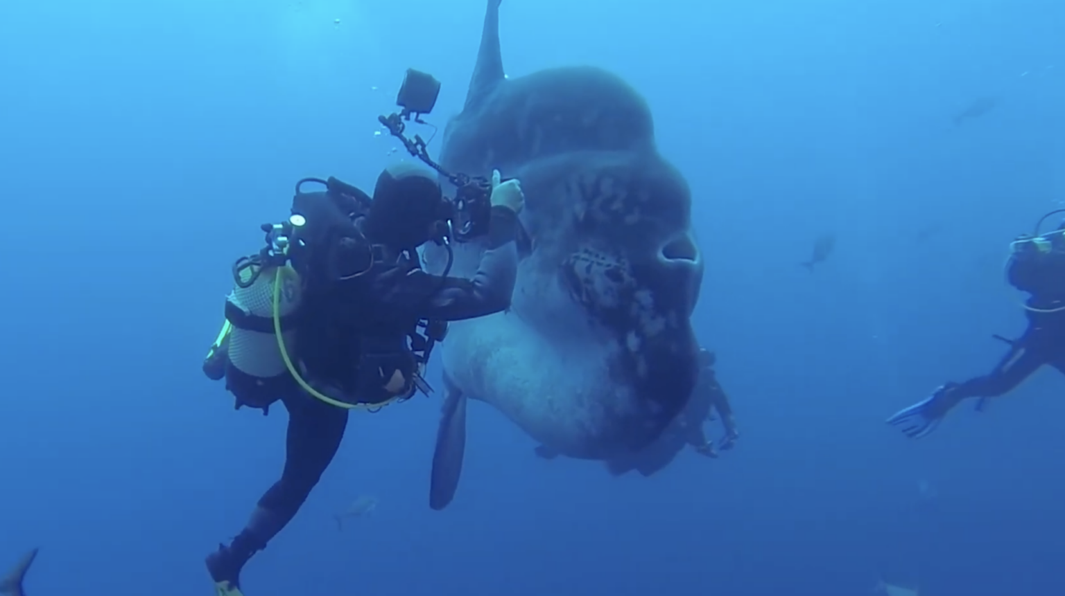 They Found the Biggest Fish in the World | What If Show