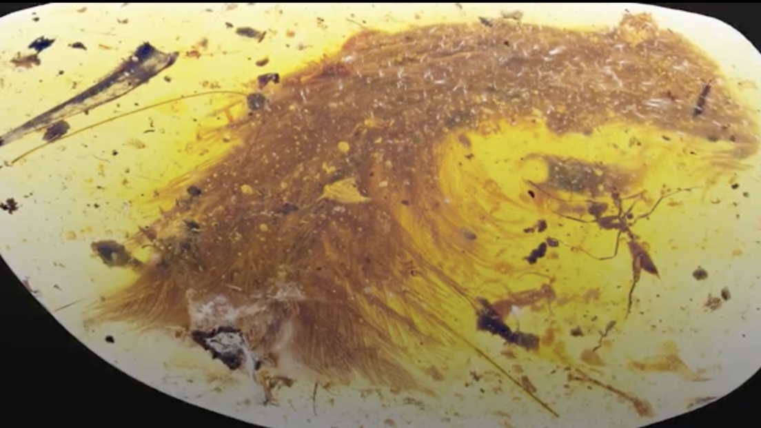 First Dinosaur Tail Found Preserved in Amber | What If Show