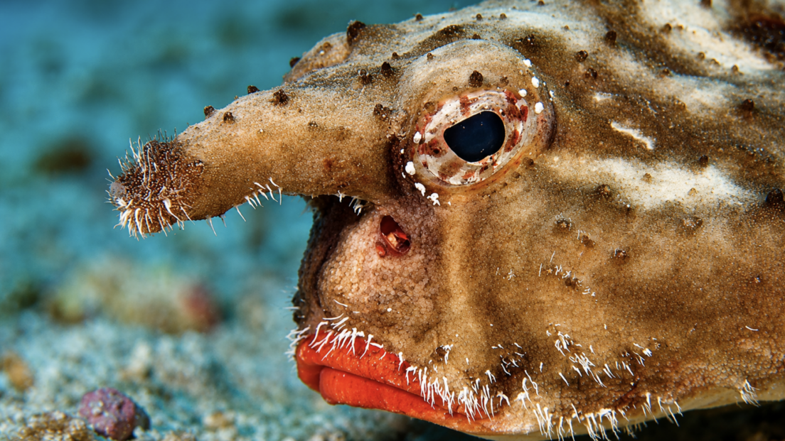 Nature’s Weirdest Creations: 10 Animals That Look Completely Unreal ...
