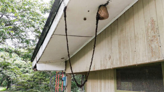 Scientists Discovered a Giant Living Ant Bridge Unlike Anything Seen ...