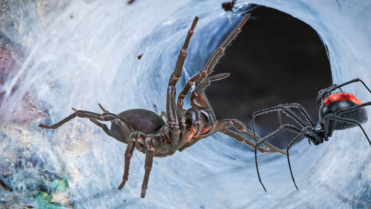 Black Widow or Funnel-web Spiders: Which Is the Deadliest? | What If Show