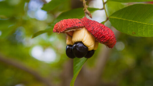 They Found the Most Dangerous Fruit in the World | What If Show