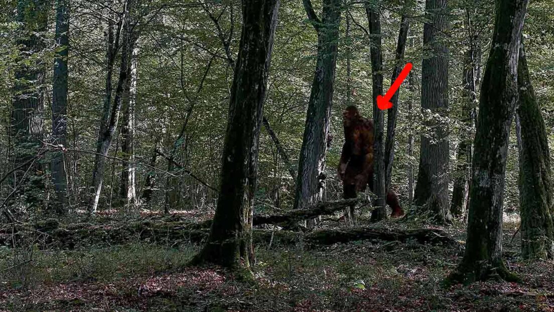 Could You Survive a Bigfoot Encounter? | What If Show