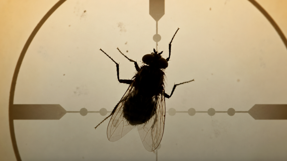 Find Out How This Fly Could Either Kill You, or Save Your Life | What ...