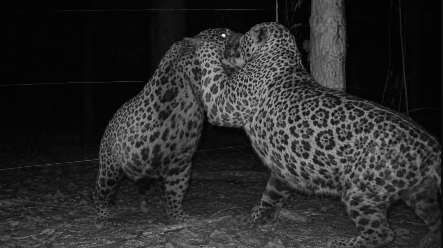 Can Animals Recognize Themselves in the Mirror? | What If Show