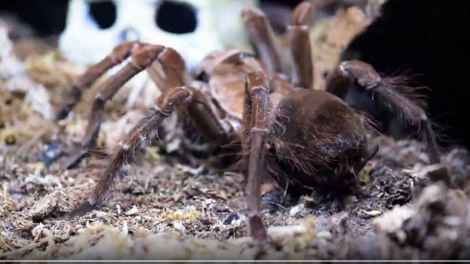 They Found the Biggest Spider in the World | What If Show