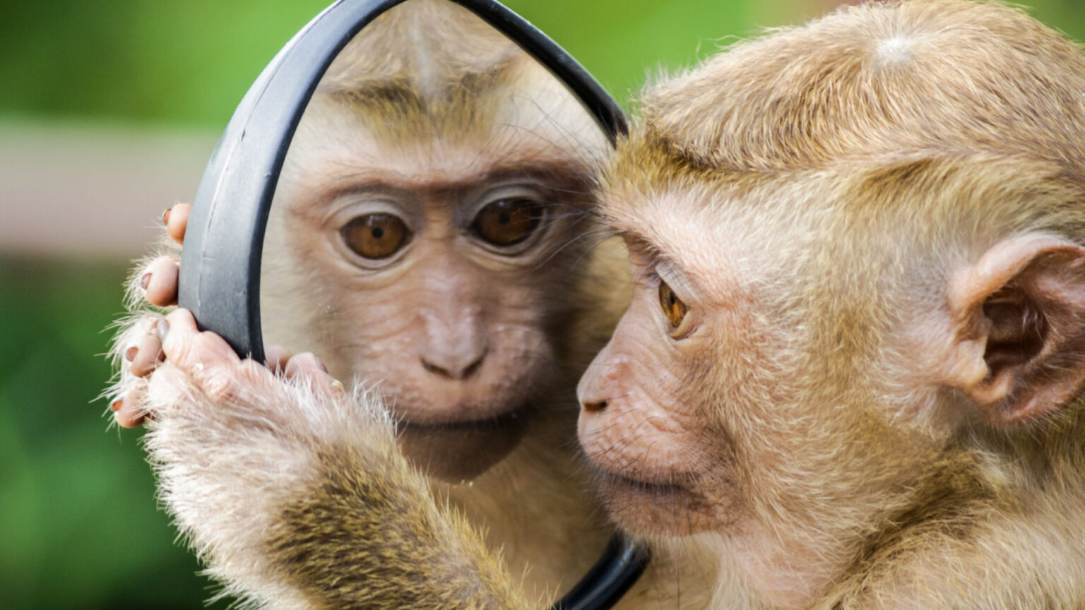 Can Animals Recognize Themselves in the Mirror? | What If Show