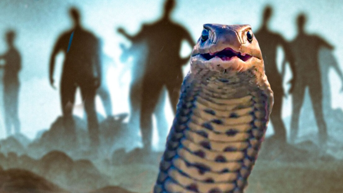 Discover What Would Happen to Ecosystems If We Killed All Snakes | What ...