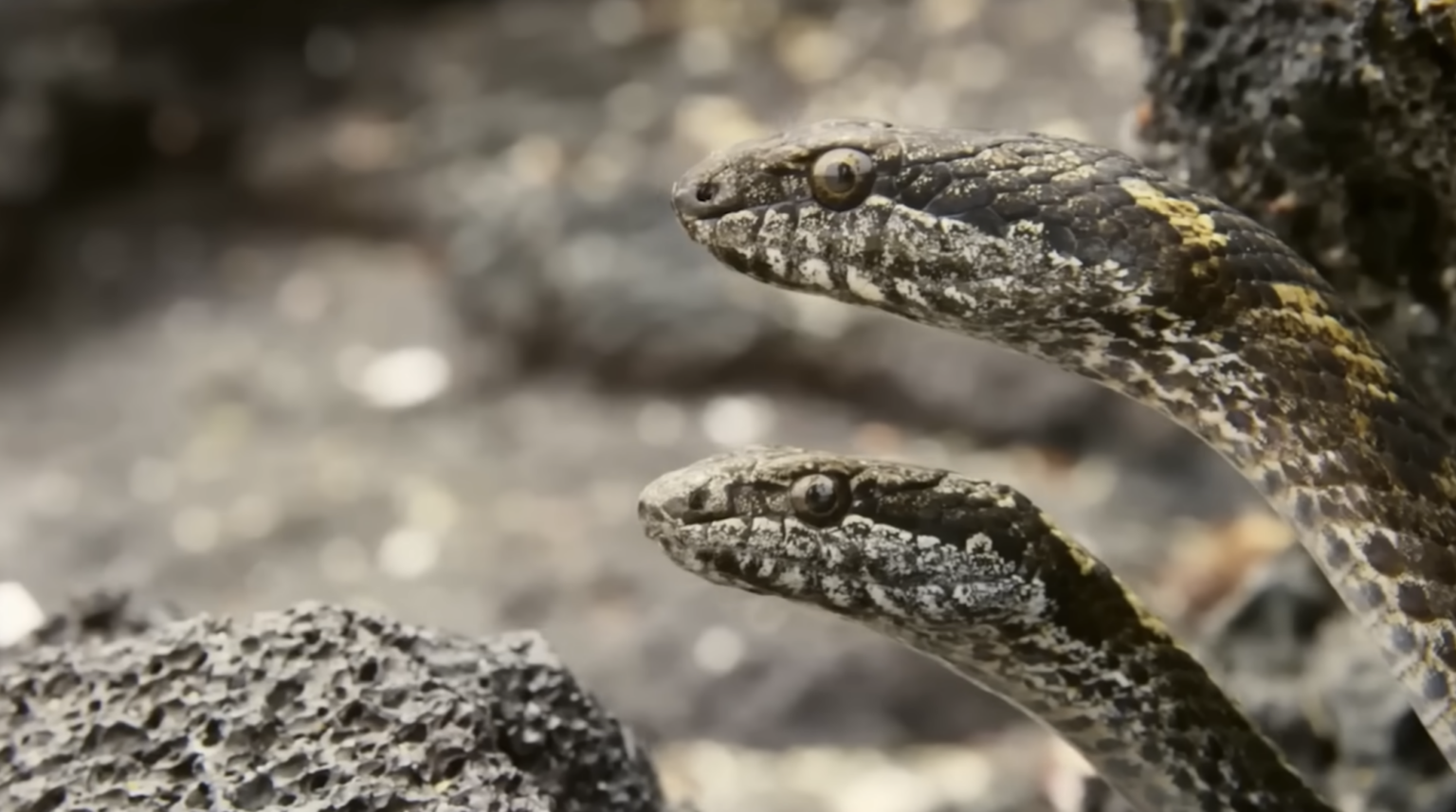 Discover What Would Happen to Ecosystems If We Killed All Snakes | What ...